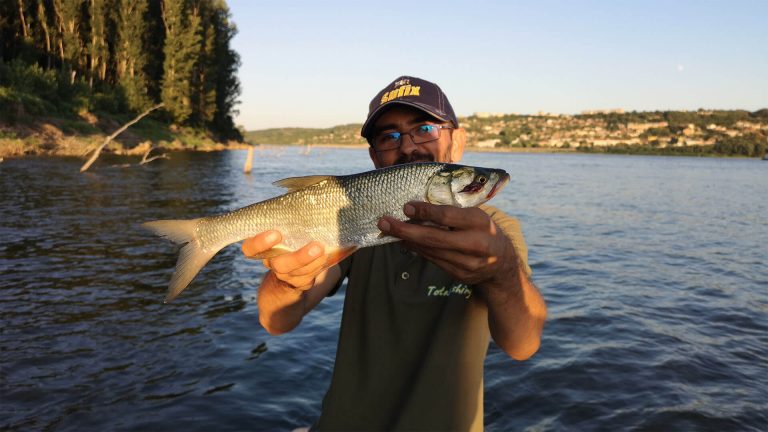 Specii de pesti in apele din Romania - Blog TotalFishing