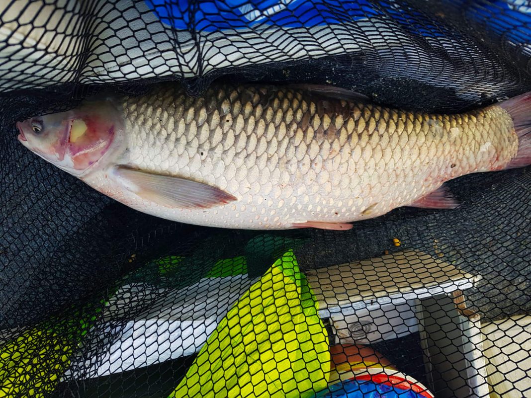 Ce pesti prinzi la un pescuit in Dunare - Blog TotalFishing