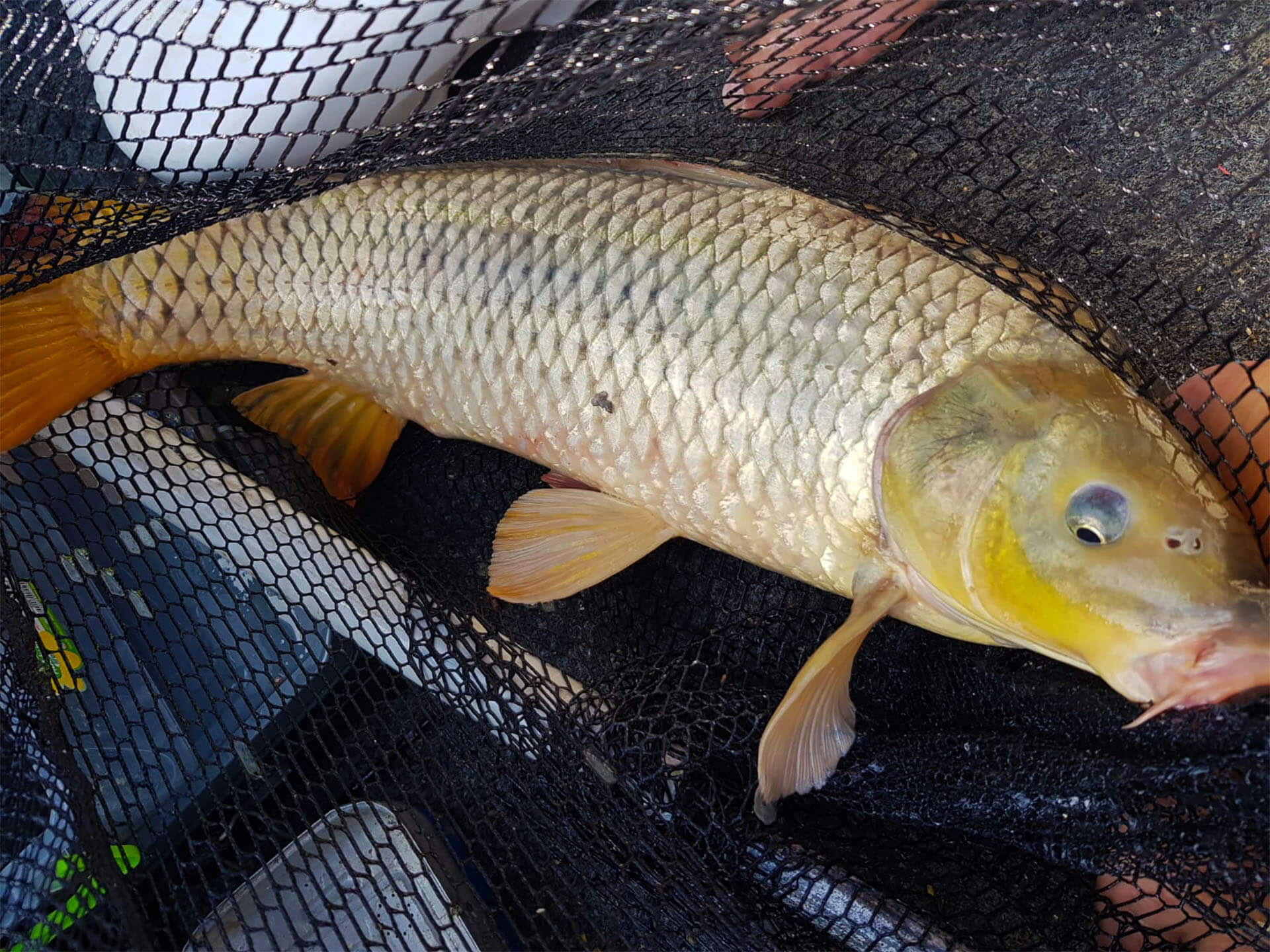 Ce pesti prinzi la un pescuit in Dunare - Blog TotalFishing