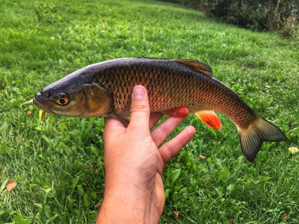 Clean – Cum pescuim acest peste ? - Blog TotalFishing