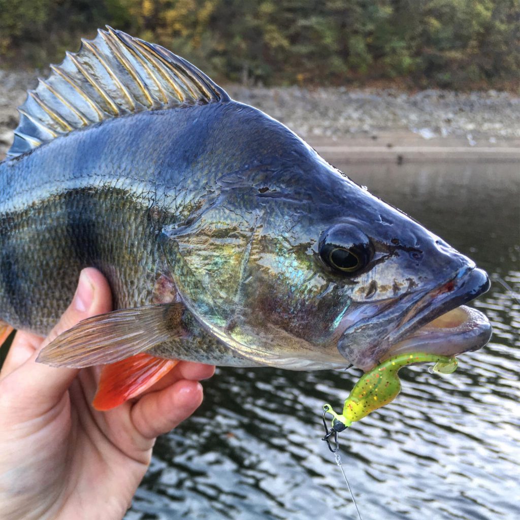 Pescuit la biban cu nalucile Doiyo - Blog TotalFishing