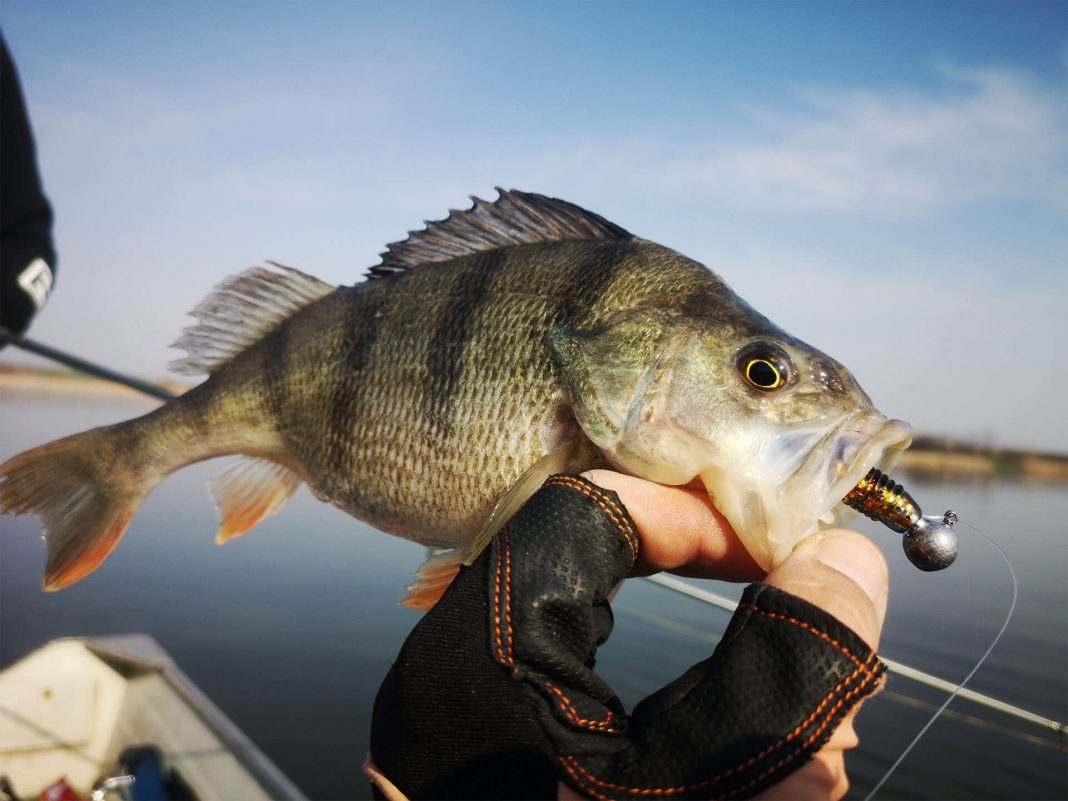 Specii de pesti in apele din Romania - Blog TotalFishing