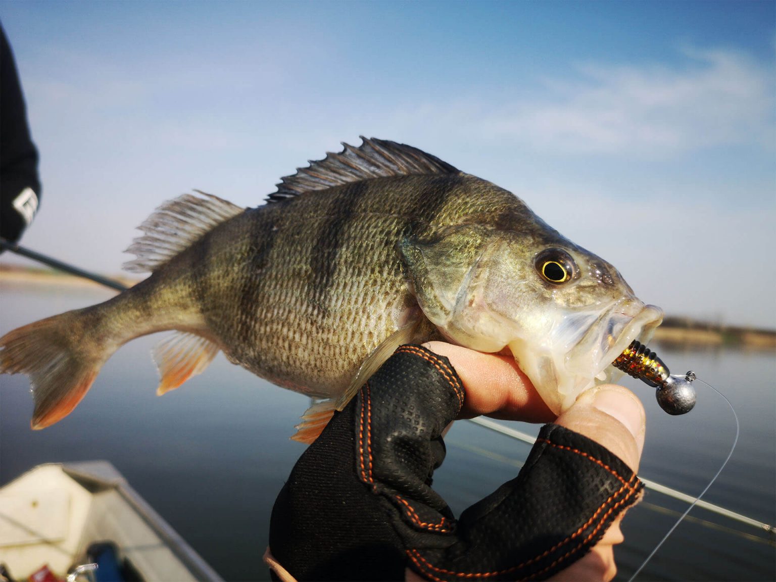 Specii de pesti in apele din Romania - Blog TotalFishing