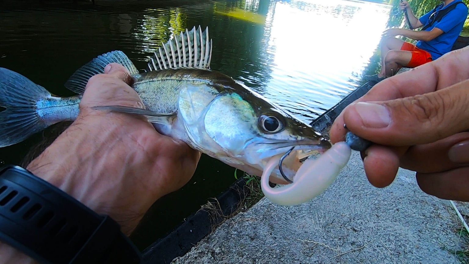 La salau de pe mal - cum pescuim ? - Blog TotalFishing