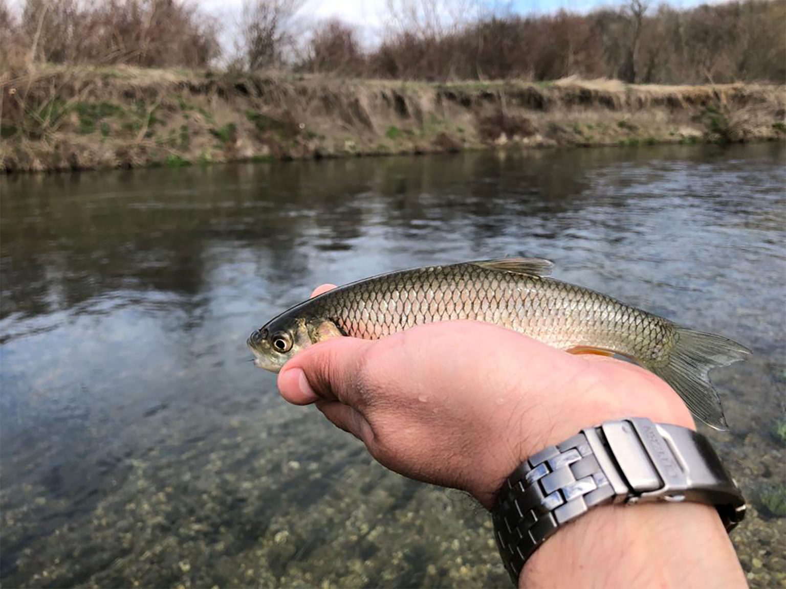 Specii de pesti in apele din Romania - Blog TotalFishing