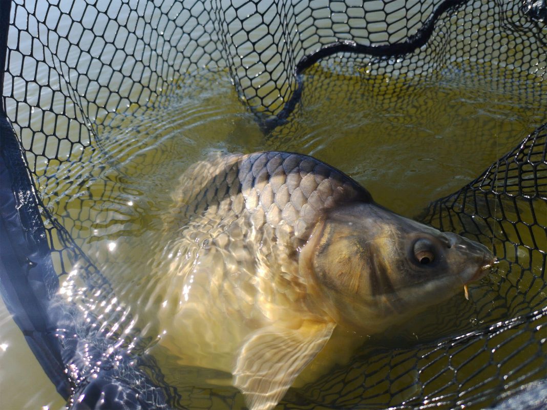 Specii de pesti in apele din Romania - Blog TotalFishing