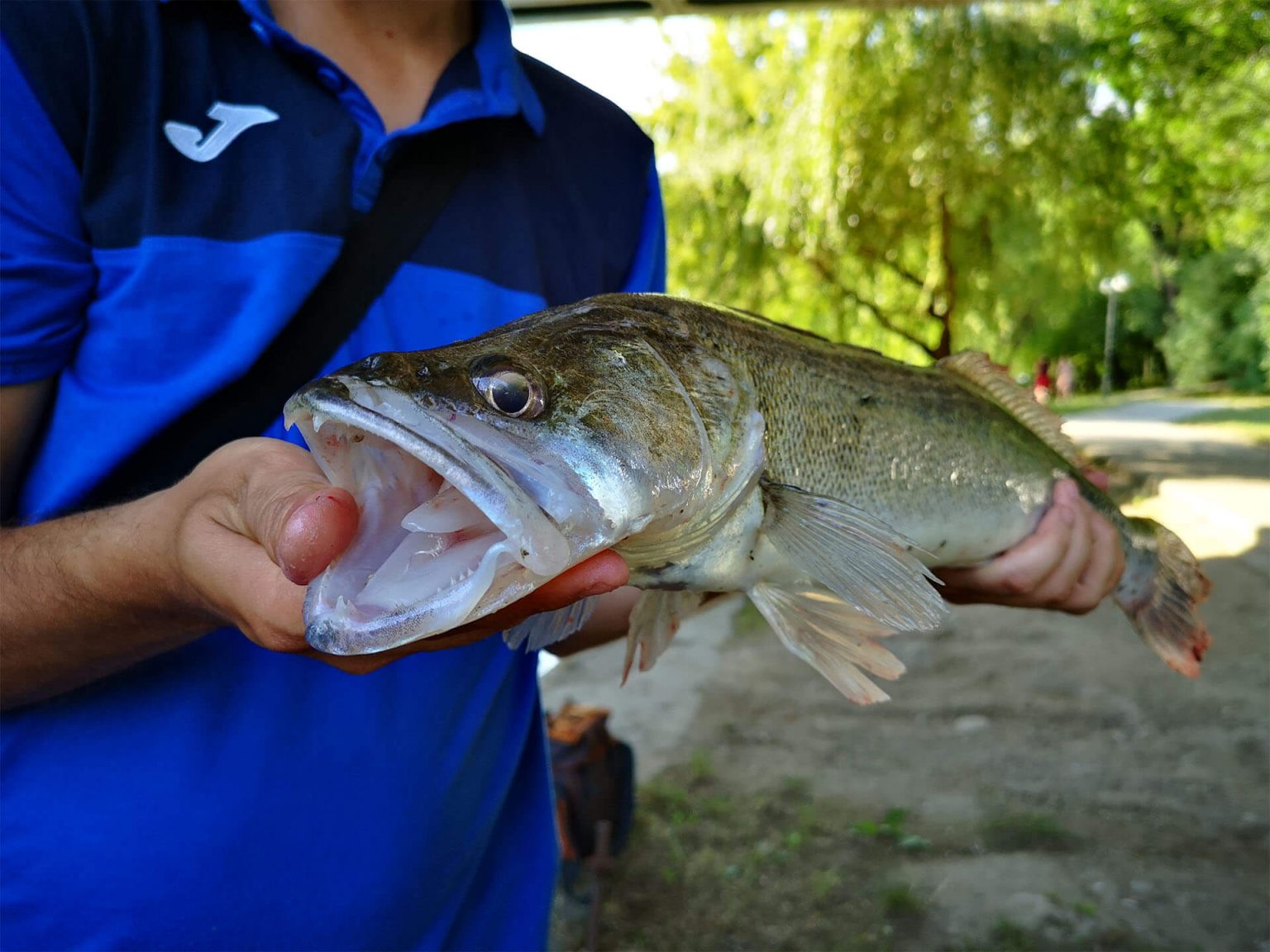 Specii de pesti in apele din Romania - Blog TotalFishing