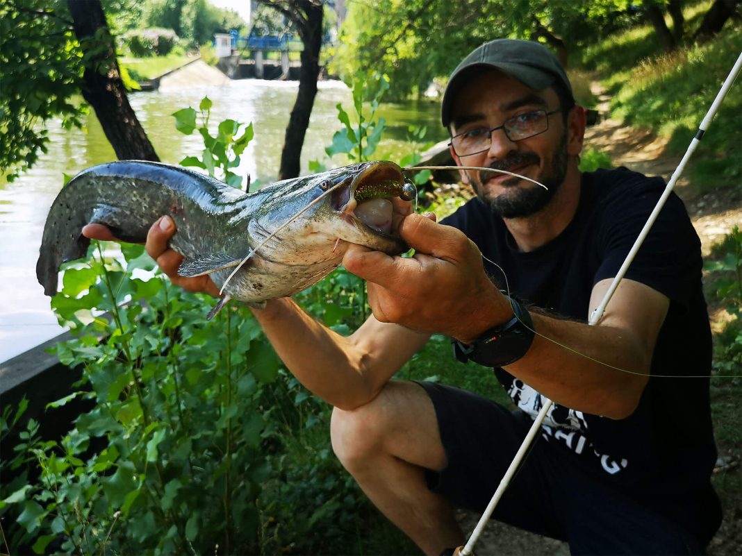 Specii de pesti in apele din Romania - Blog TotalFishing
