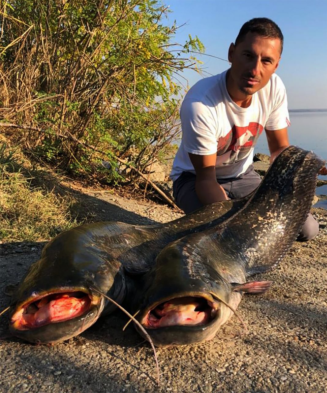 Specii de pesti in apele din Romania - Blog TotalFishing