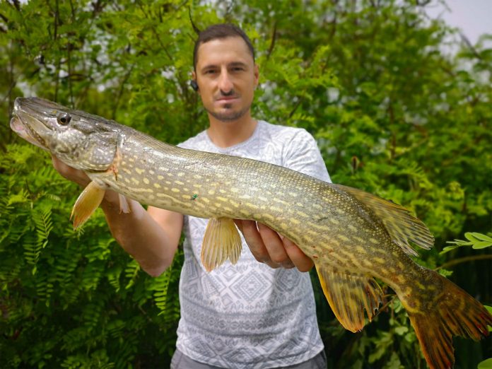 Specii de pesti in apele din Romania - Blog TotalFishing