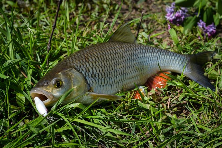 Clean – Cum pescuim acest peste ? - Blog TotalFishing