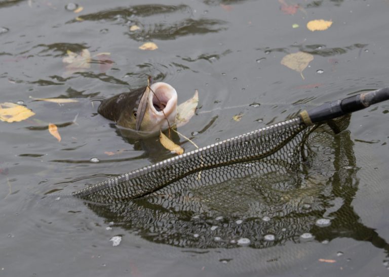 Clean – Cum pescuim acest peste ? - Blog TotalFishing