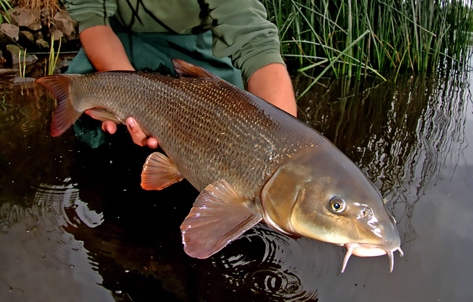 La mreana - Cum pescuim acest peste ? - Blog TotalFishing