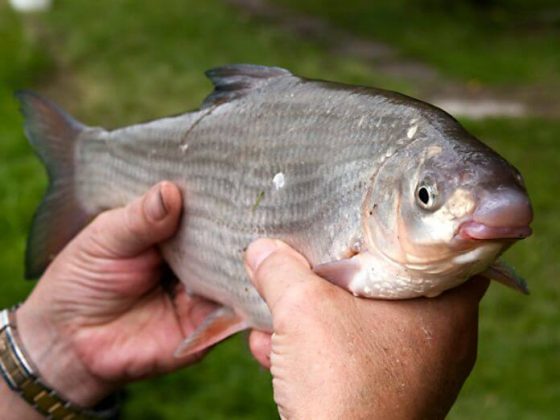La scobar - Cum pescuim acest peste ? - Blog TotalFishing